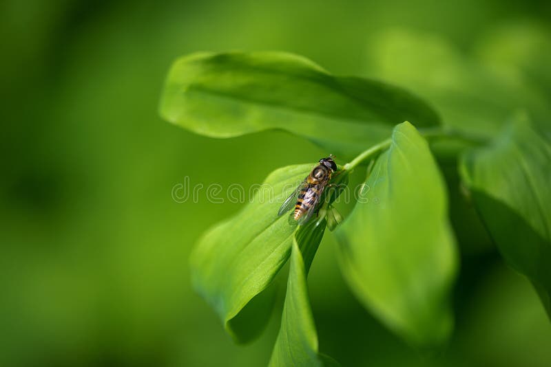 A Bug that is Sitting on a Green Leaf in Some Sort of Field Stock Image ...