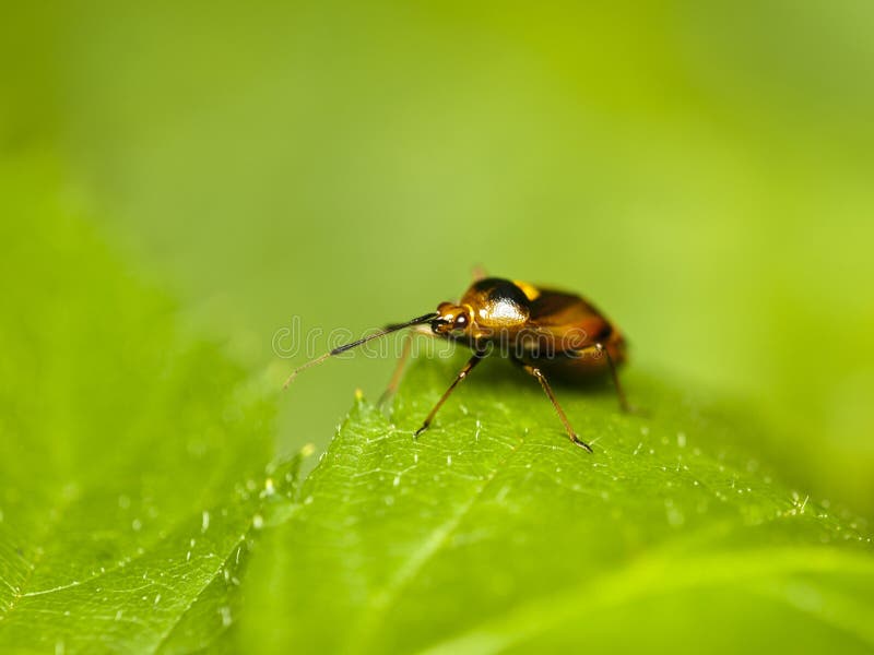 Long Nose Insect On Green Leaf Stock Image - Image of antenna, antennae ...