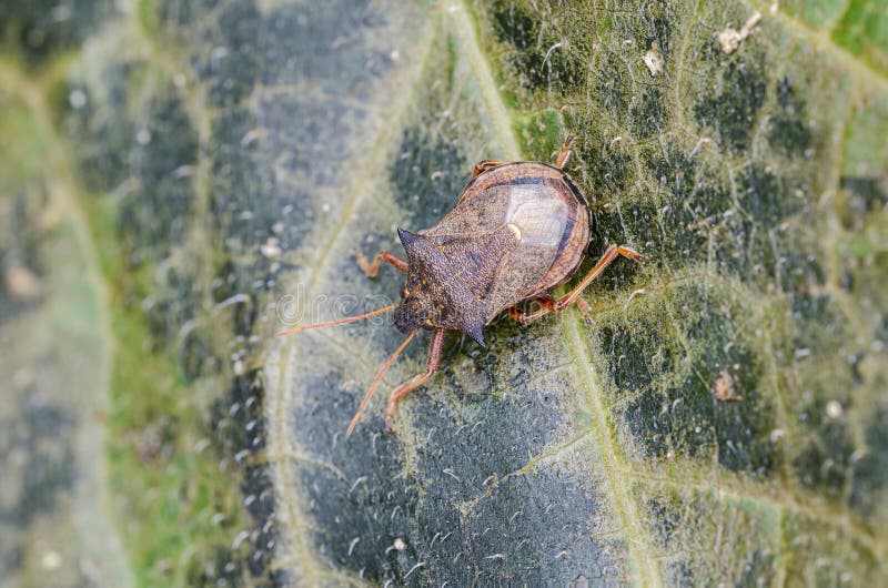 Picromerus Bidens Spiked Shieldbug Stock Photo - Image of grassland ...