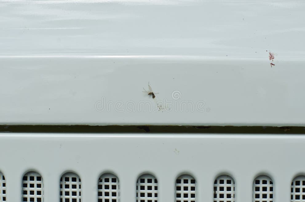 Bug Splat stock image. Image of insect, abstract, spring - 99409591