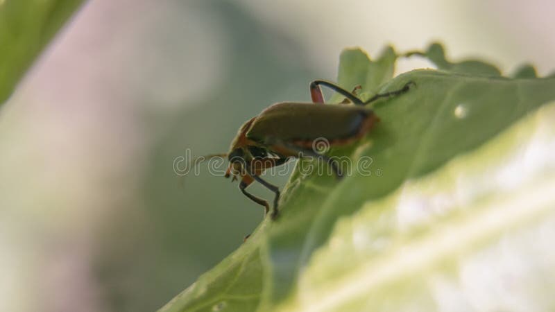 A bug stalking on stock image. Image of mistery, eastern - 181517043