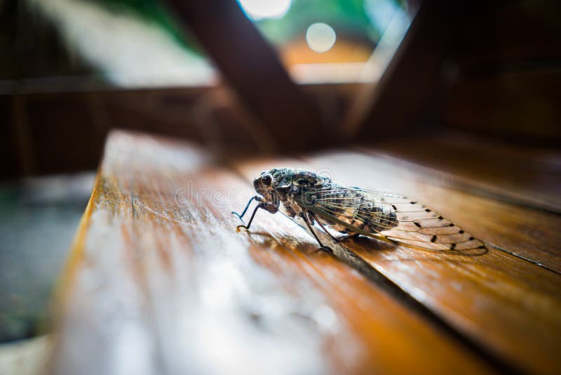 Bug Stand Bench Stock Photos - Free & Royalty-Free Stock Photos from ...