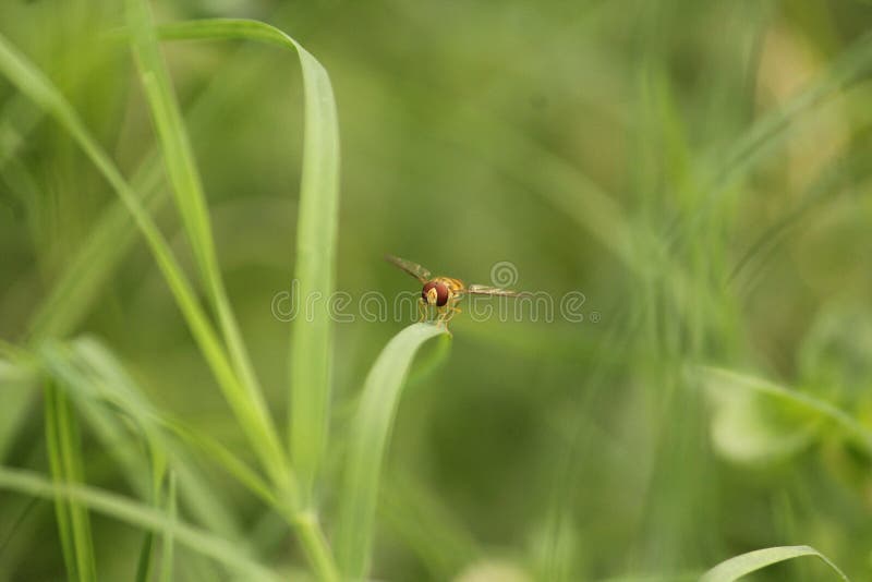 Bug in Standby Mode with Wings on Stock Image - Image of mode, garden ...