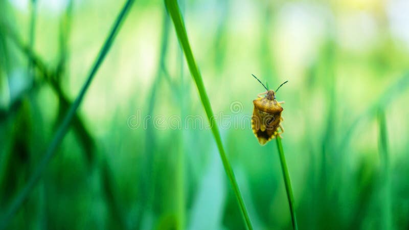 A bug standing on the leaf stock photo. Image of grass - 124499270