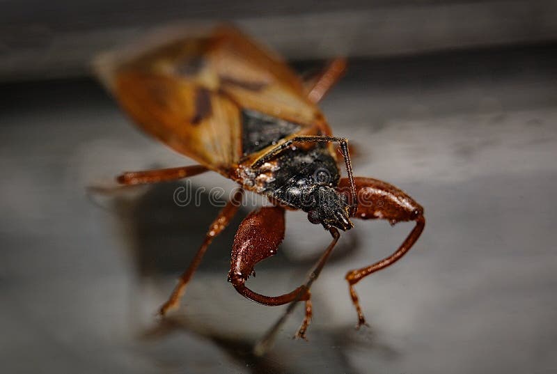 A Bug that is Standing Up in the Air with it S Legs Spread Open Stock ...