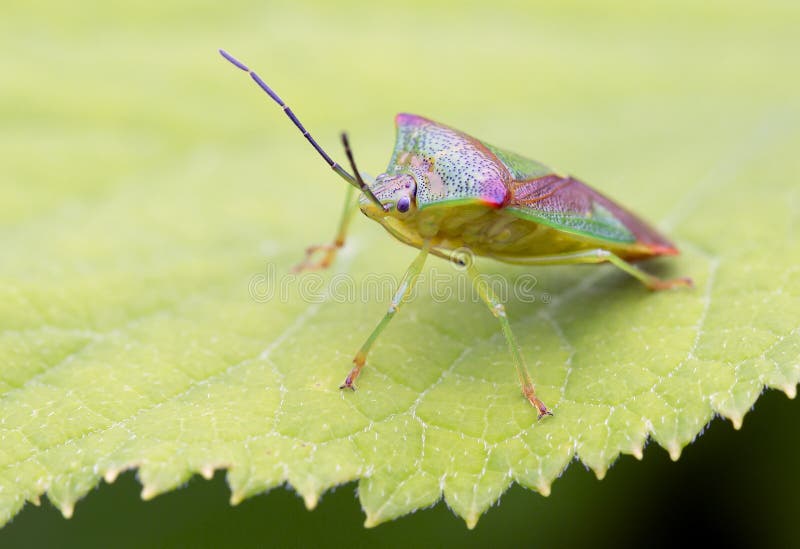 Bug stock photo. Image of zoology, green, wings, tree - 56099546