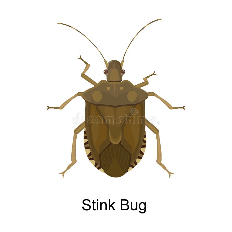Stink Bug stock vector. Illustration of isolated, creature - 63527278