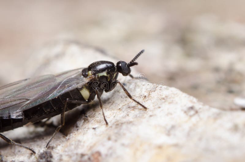 Bug on a stone stock image. Image of spring, macro, single - 35060275