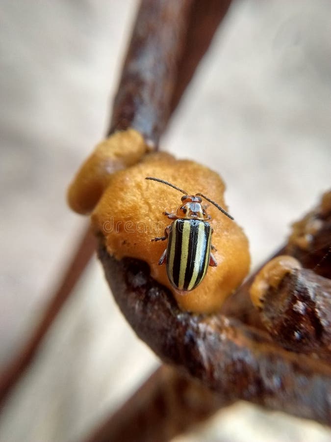 359 Striped Ladybug Stock Photos - Free & Royalty-Free Stock Photos ...