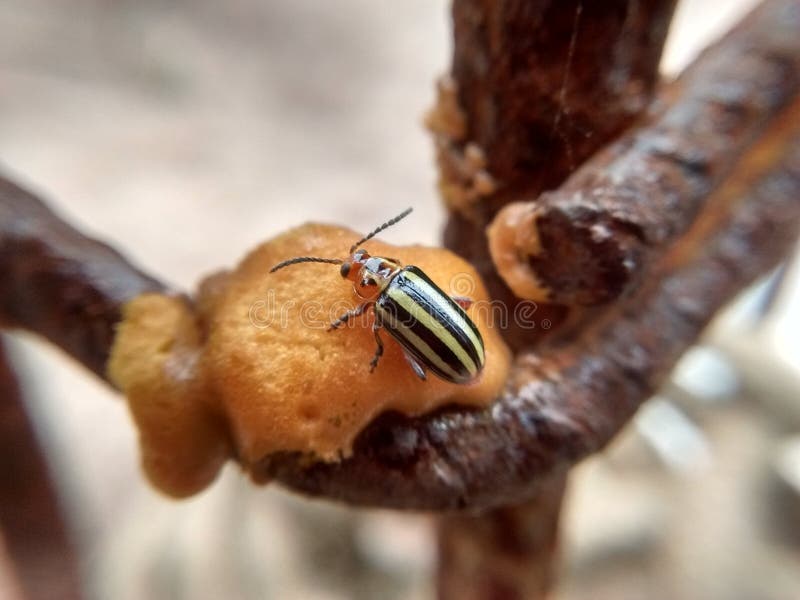 359 Striped Ladybug Stock Photos - Free & Royalty-Free Stock Photos ...