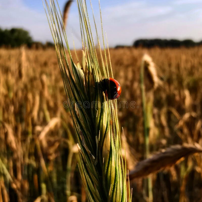 A bug in the sun stock photo. Image of tree, food, grassland - 201287624