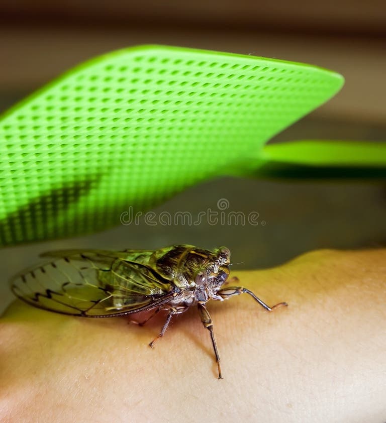 Murder Bug Stock Photos - Free & Royalty-Free Stock Photos from Dreamstime