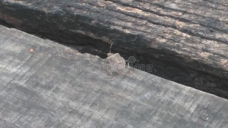 Bug on a table stock image. Image of table, tree, flooring - 338048893
