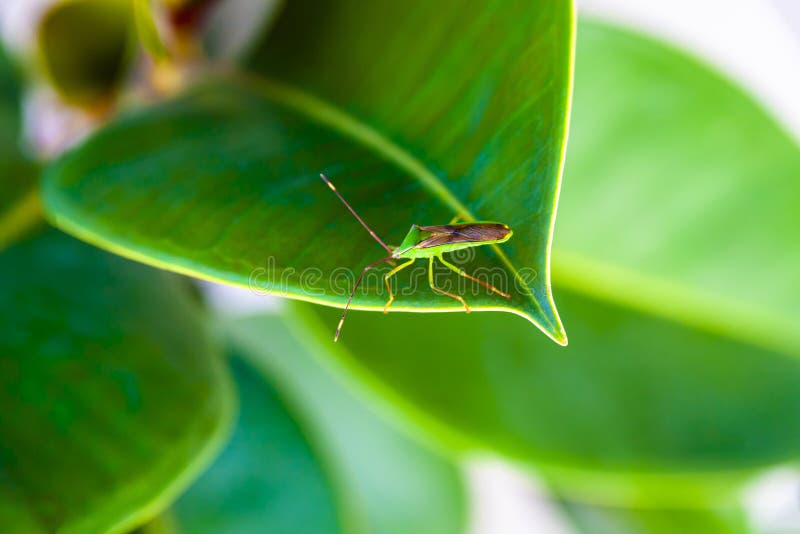 Purple-leaf plum stock image. Image of branch, health - 277958323