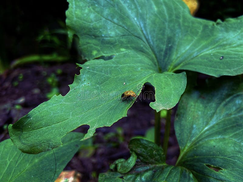 A bug on a taro leaf stock image. Image of tree, beetle - 261246791
