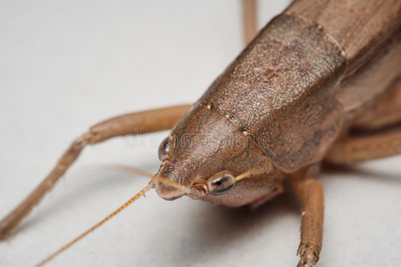 726 Elongated Bug Stock Photos - Free & Royalty-Free Stock Photos from ...