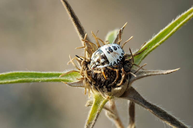 Bug on the thorn stock image. Image of closeup, nature - 243691265