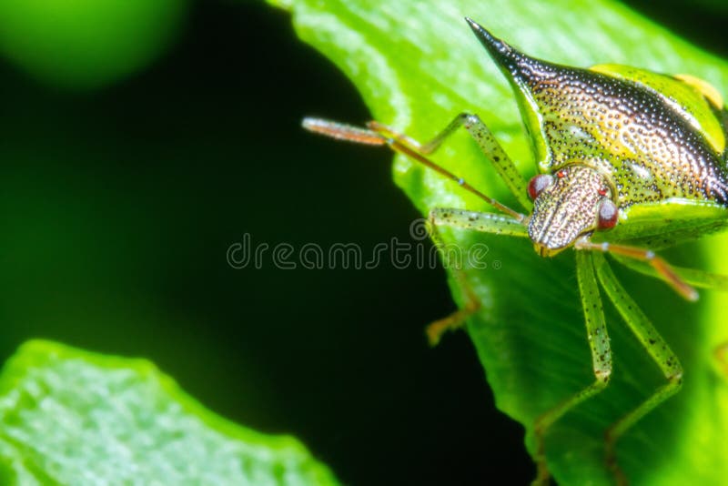 A bug on top of a leaf stock image. Image of plant, beetle - 265685121