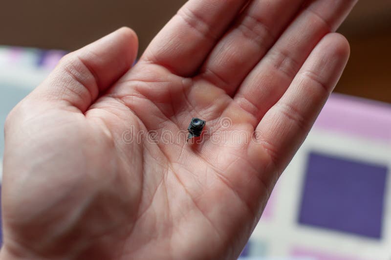 A Bug for Tracking and Recording Videos. the Micro Camera is Hidden ...