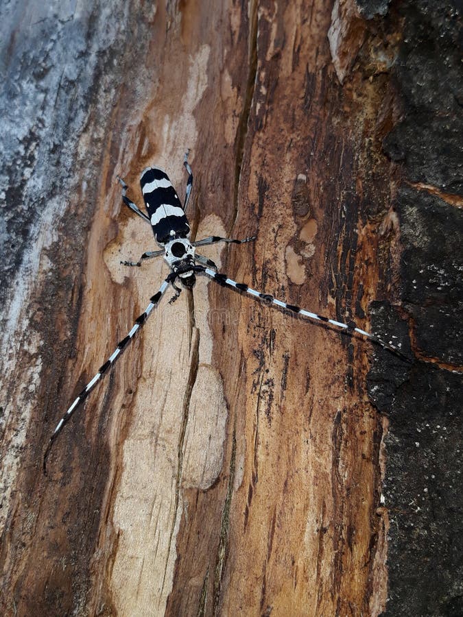 Bug on a tree. stock photo. Image of antennas, animal - 174023294