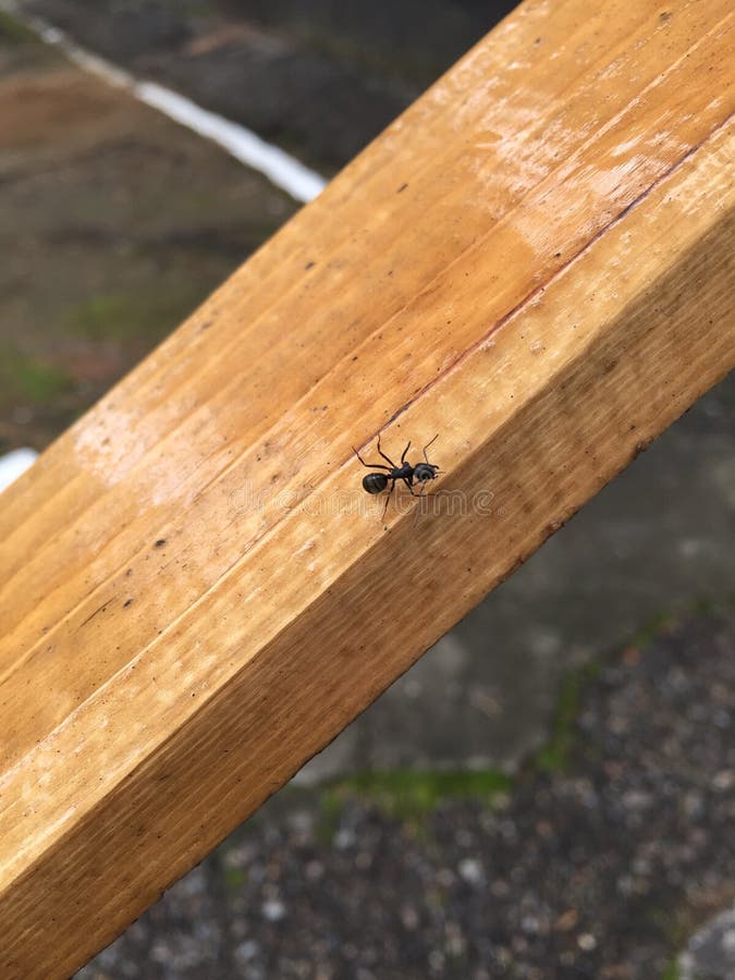 Bug tree work stock photo. Image of walking, tree, nature - 73022154