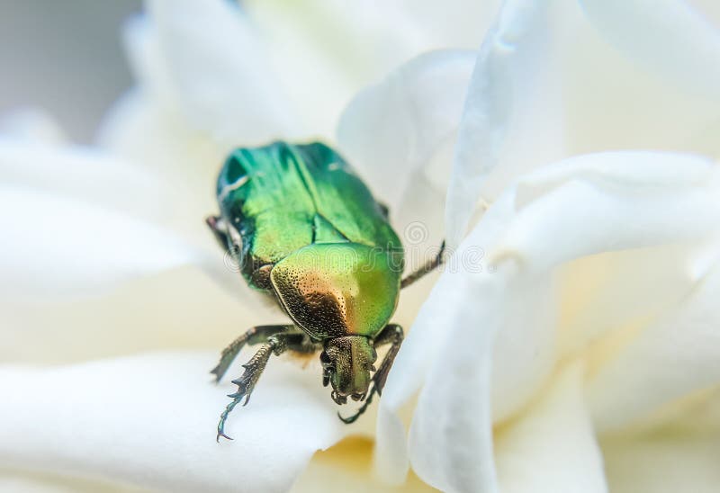 Bug stock image. Image of obvious, wings, flies, ptera - 51513373