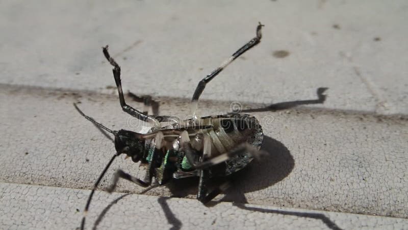 Bug Trying To Turn on Its Legs Stock Footage - Video of animal, wildife ...