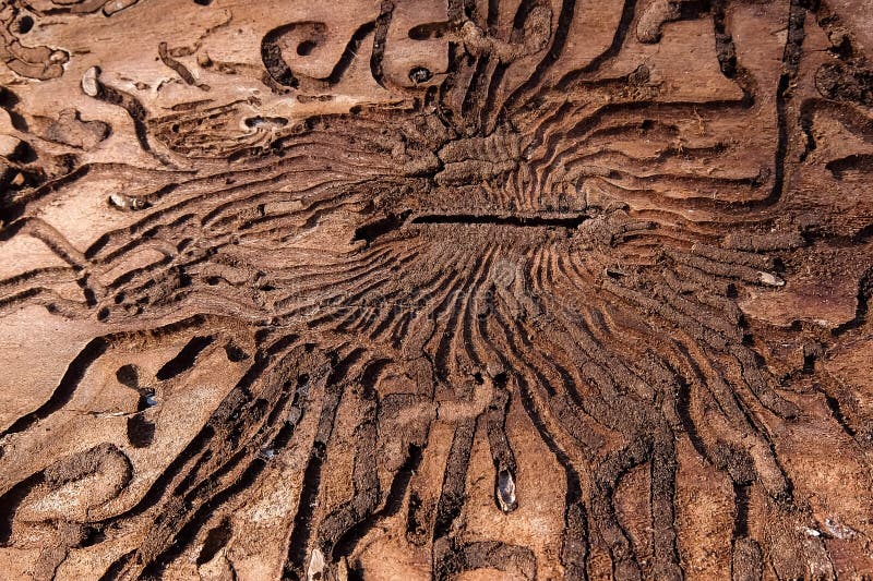 Closeup of the Tunnels a Black Garden Ant Colony, Invasive Insect ...
