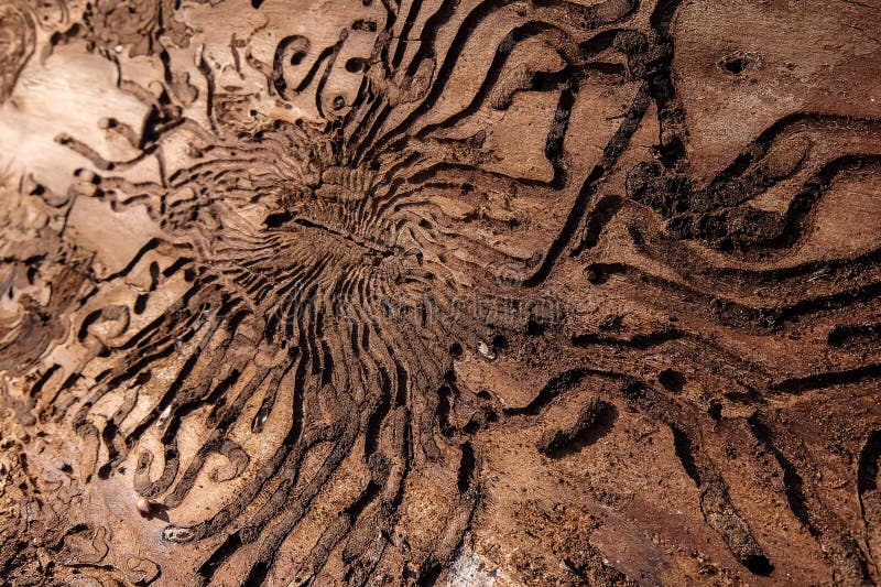 Bug tunnels stock photo. Image of nature, surface, borer - 89477798