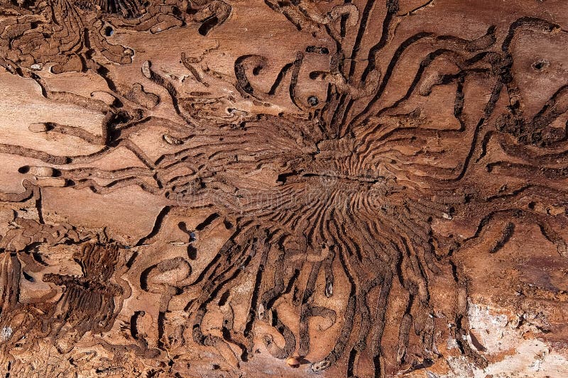 Closeup of the Tunnels a Black Garden Ant Colony, Invasive Insect ...