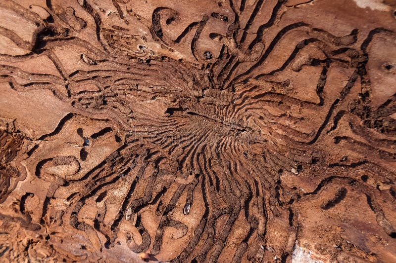 Bug tunnels stock photo. Image of nature, surface, borer - 89477798