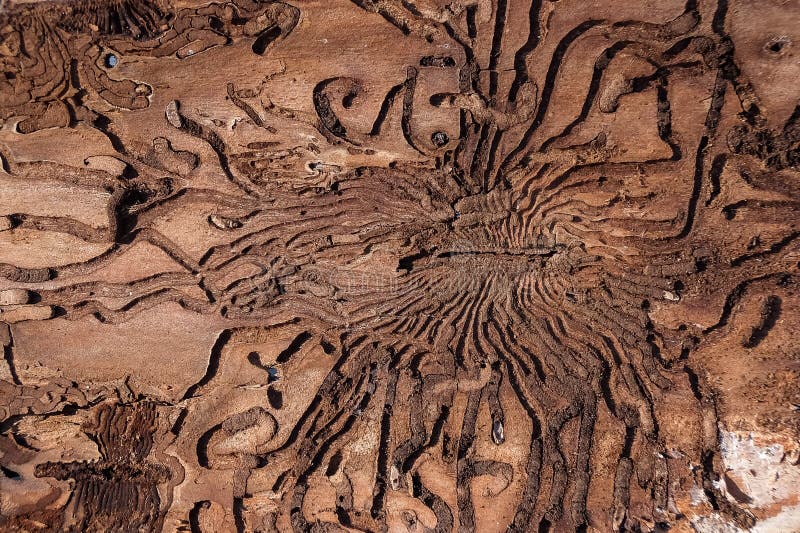 321 Insect Tunnels Stock Photos - Free & Royalty-Free Stock Photos from ...