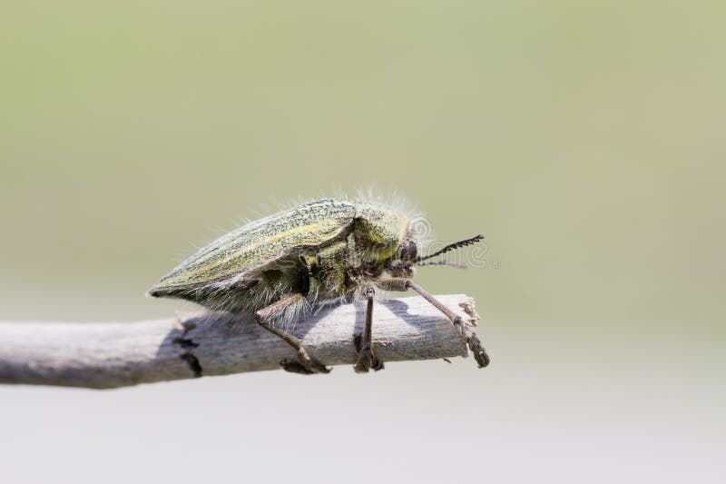 102 Bug Cavity Video Stock Photos - Free & Royalty-Free Stock Photos ...