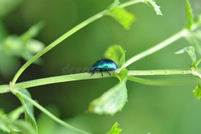 Bug on twig stock image. Image of green, leafs, bees - 119590441