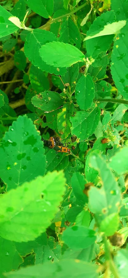 Bug stock image. Image of insects, mating, leaf - 364377987