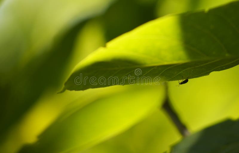 Bug under walnut leaf stock photo. Image of nuts, walnuts - 41394796