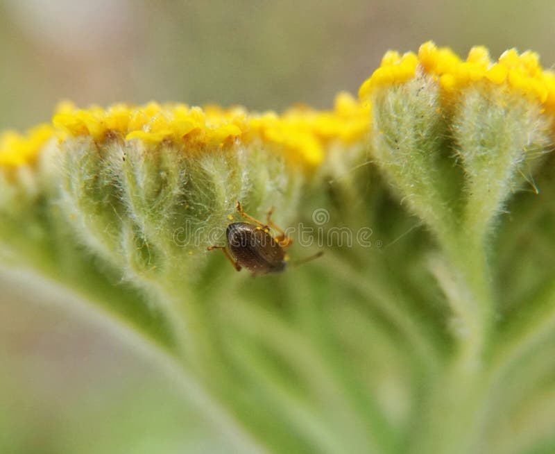Bug Under a Yellow Yarrow Achillea Plant in a Garden Stock Photo ...