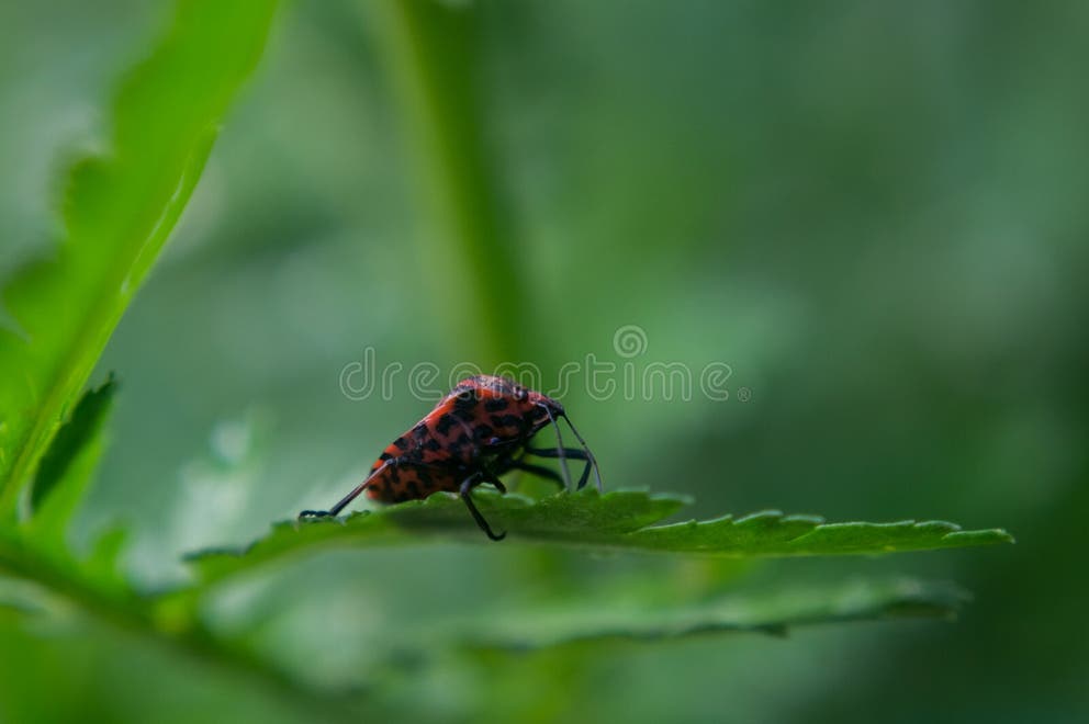 Bug up close stock image. Image of wild, green, plant - 189192669