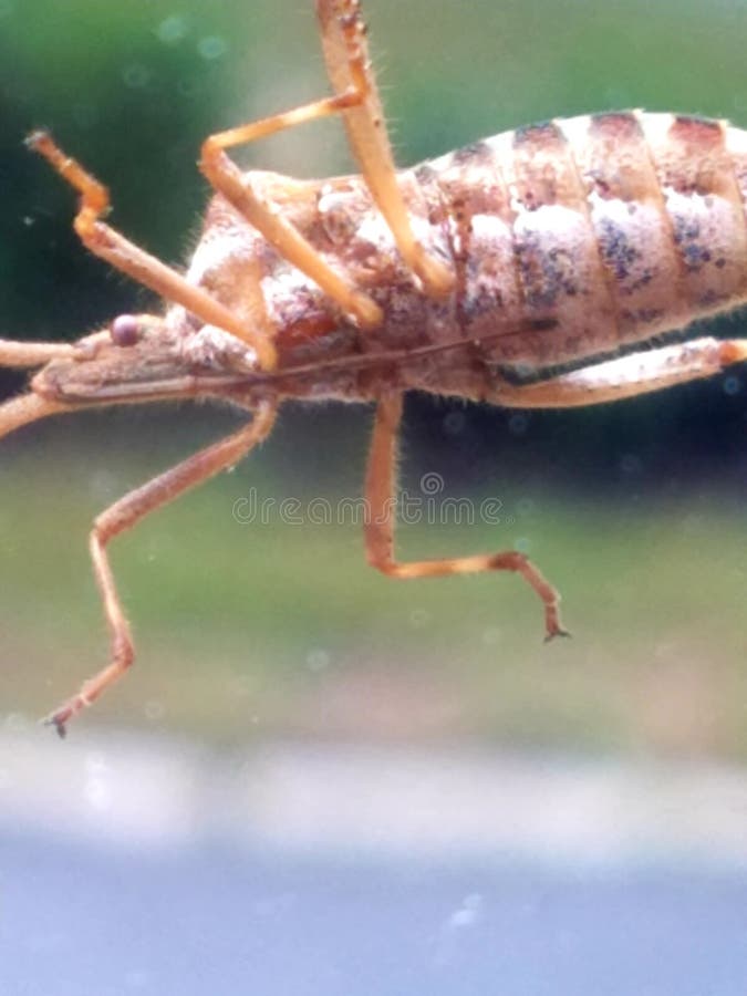Bug stock photo. Image of side, daytime, view, close - 128081758