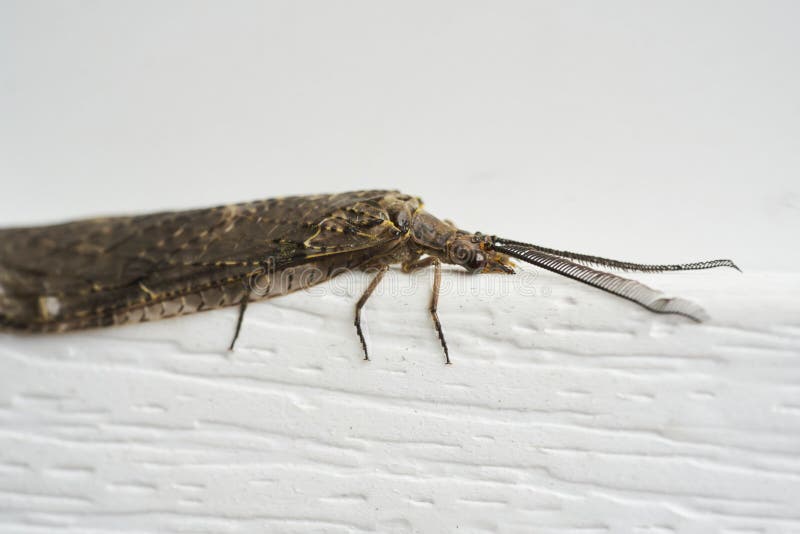 Bug Up Close on White Texture Stock Photo - Image of brown, insect ...