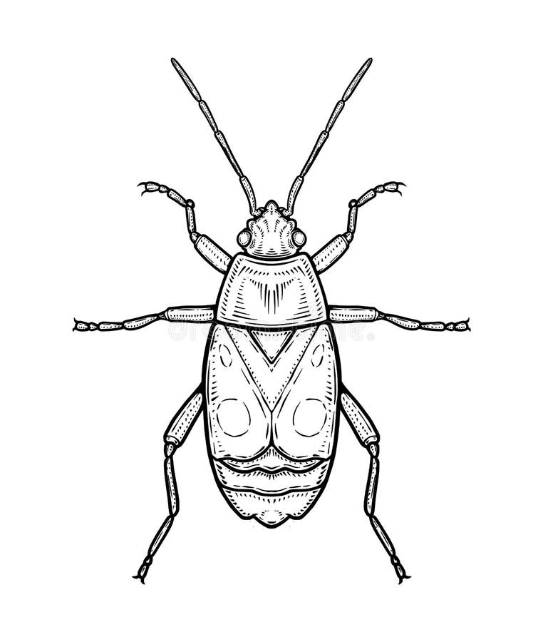 Bug. Vector Illustration in Graphic Style Isolated on White Background ...