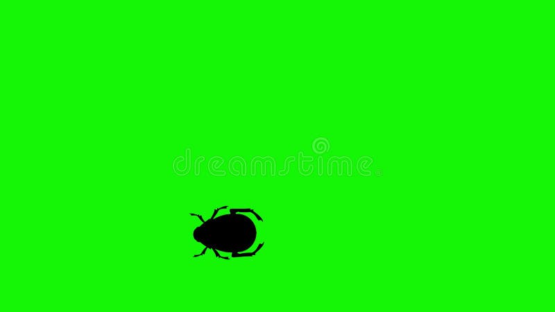 Bug Walking Animation on Green Screen Chroma Key Stock Video - Video of ...