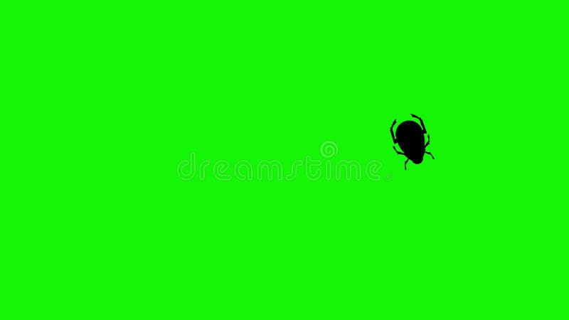 Bug Walking Animation on Green Screen Chroma Key Stock Footage - Video ...