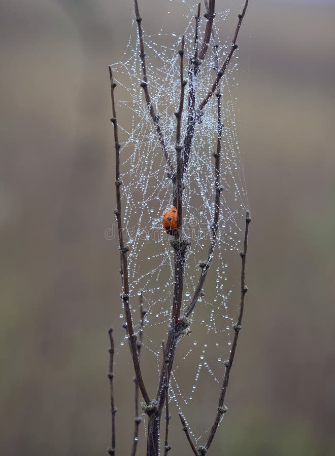 Bug in a web stock image. Image of beads, drops, insect - 21912929