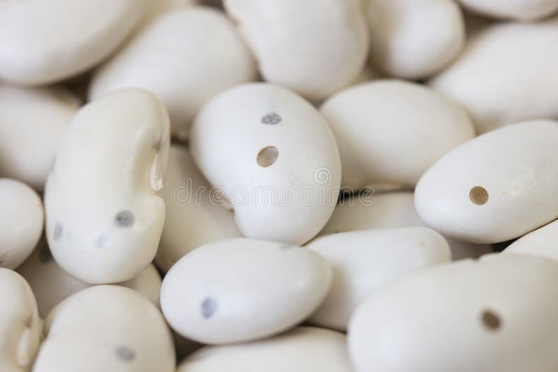 Bug Weevil Acanthoscelides Obtectus Spoiled Bean Stock Image - Image of ...