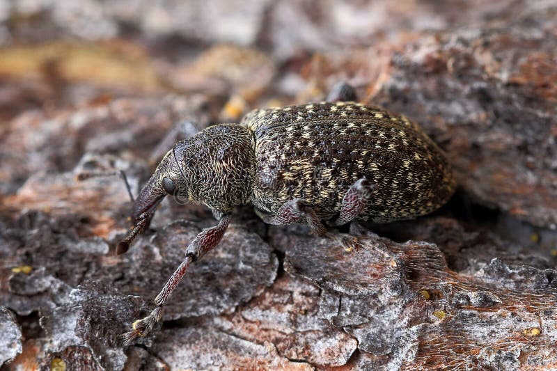 Macro Cedar Beetle Stock Photos - Free & Royalty-Free Stock Photos from ...