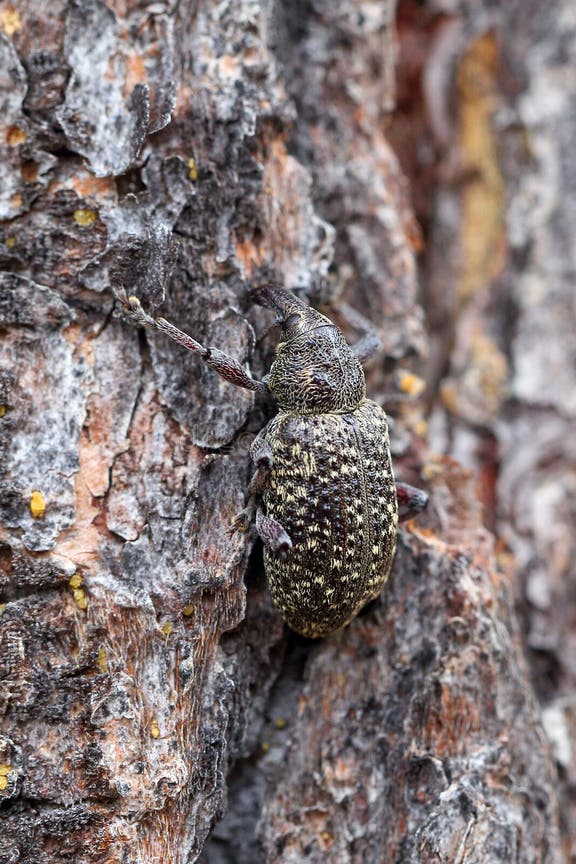 Bug the weevil on a tree stock photo. Image of beetle - 54802056