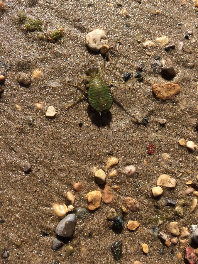 Weird Shaped Green Bug Stock Photos - Free & Royalty-Free Stock Photos ...