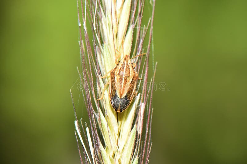 Rice Stink Bug or Wheat Bug on Wheat in Nicosia, Cyprus Stock Image ...