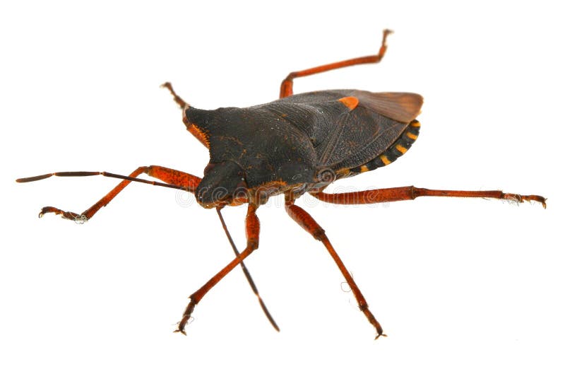 Bug on white stock image. Image of studio, animal, high - 5072169